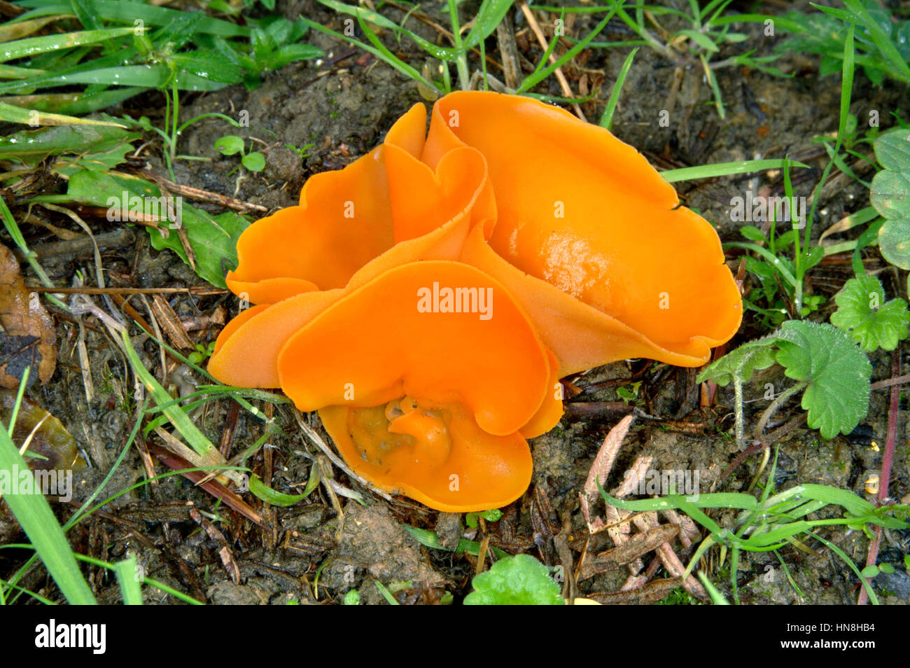 Orange Peel Fungus - Aleuria aurantia Stock Photo - Alamy