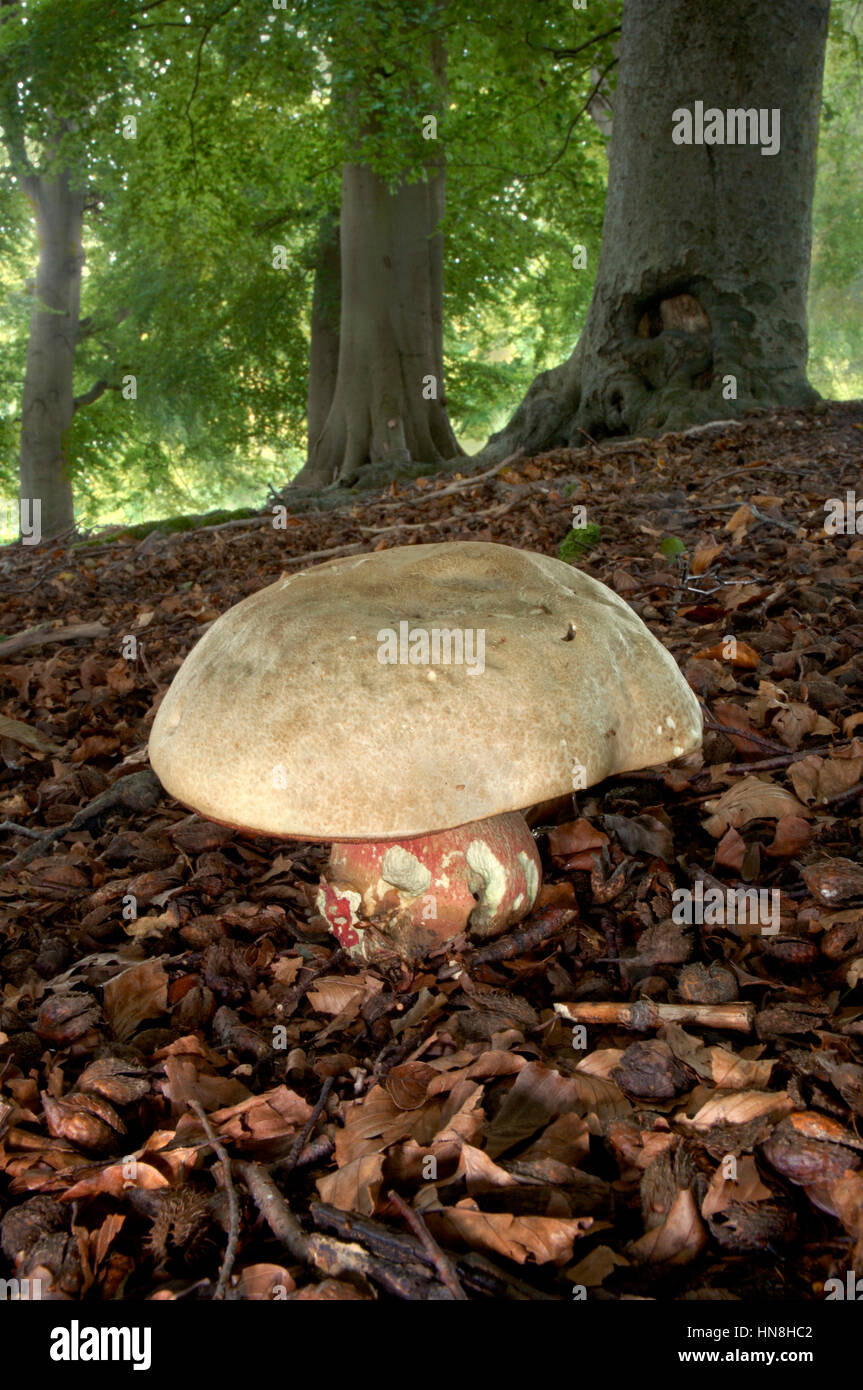 Satan's Bolete - Boletus satanus Stock Photo - Alamy