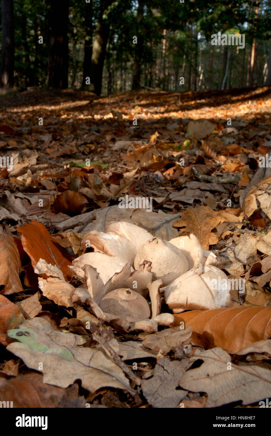Collared Earthstar - Geastrum triplex Stock Photo - Alamy