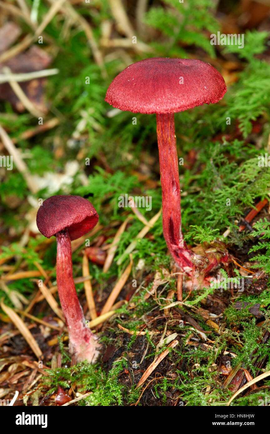 Bloodred Webcap - Cortinarius sanguineus Stock Photo - Alamy