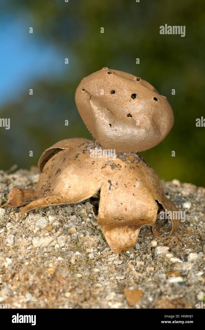 Pepper Pot - Myriostoma coliforme Stock Photo - Alamy