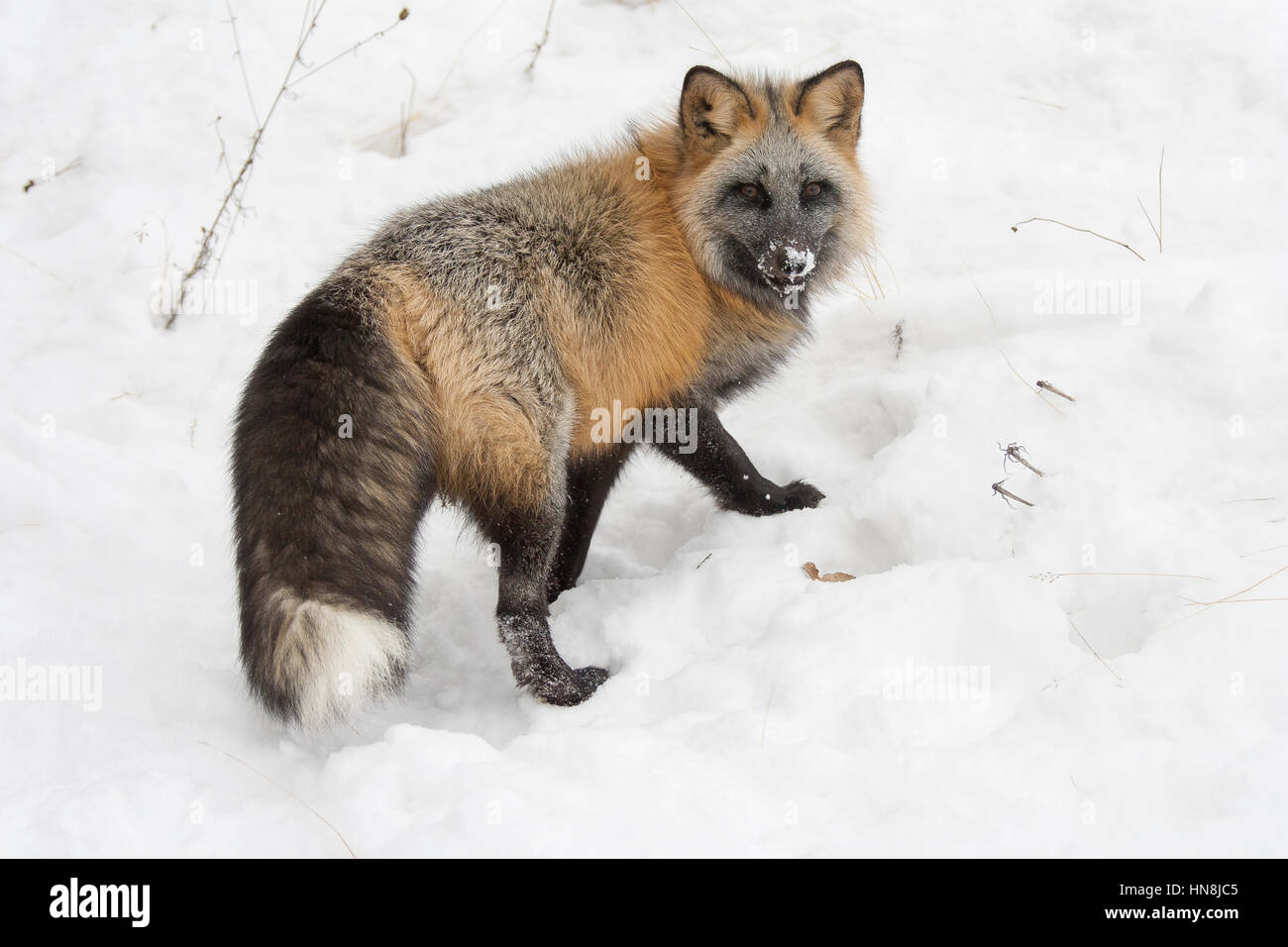Cross fox, rear view, walking up hill in deep snow Stock Photo - Alamy