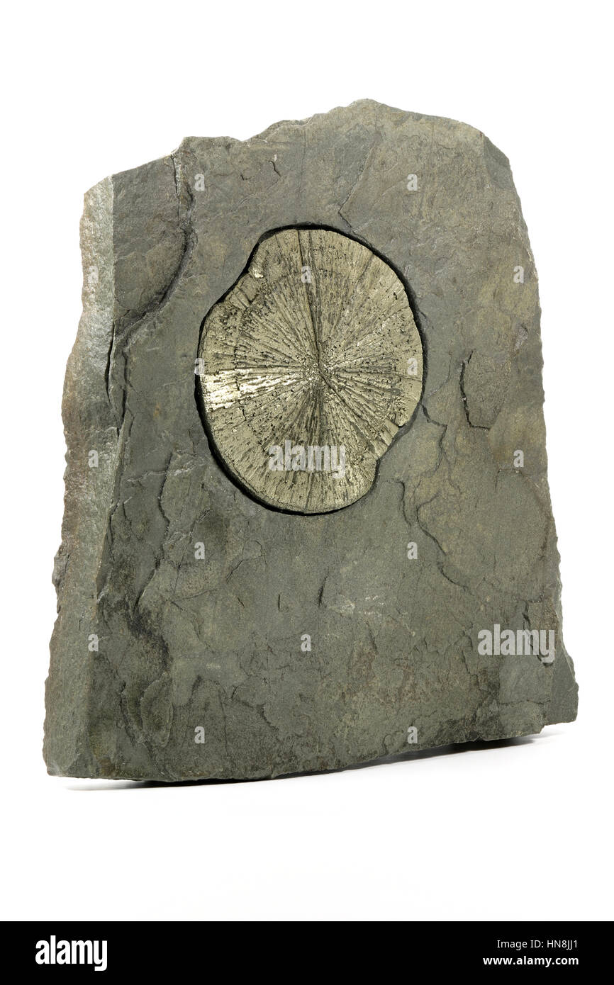 Pyrite dollar hi-res stock photography and images - Alamy