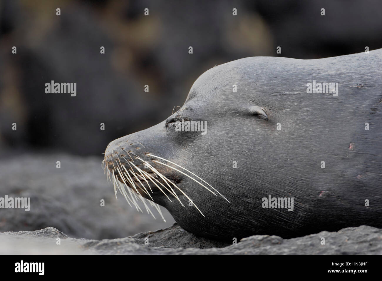 Galapagos Sea Lion, head portrait, South Plaza, Galapagos Islands ...