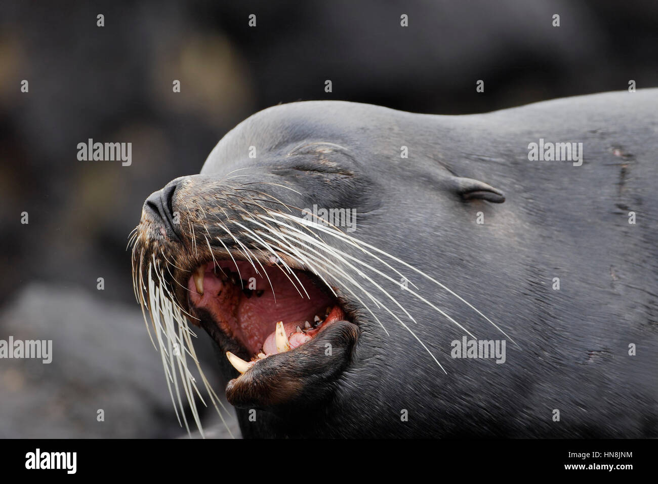 Galapagos Sea Lion, head portrait, South Plaza, Galapagos Islands ...