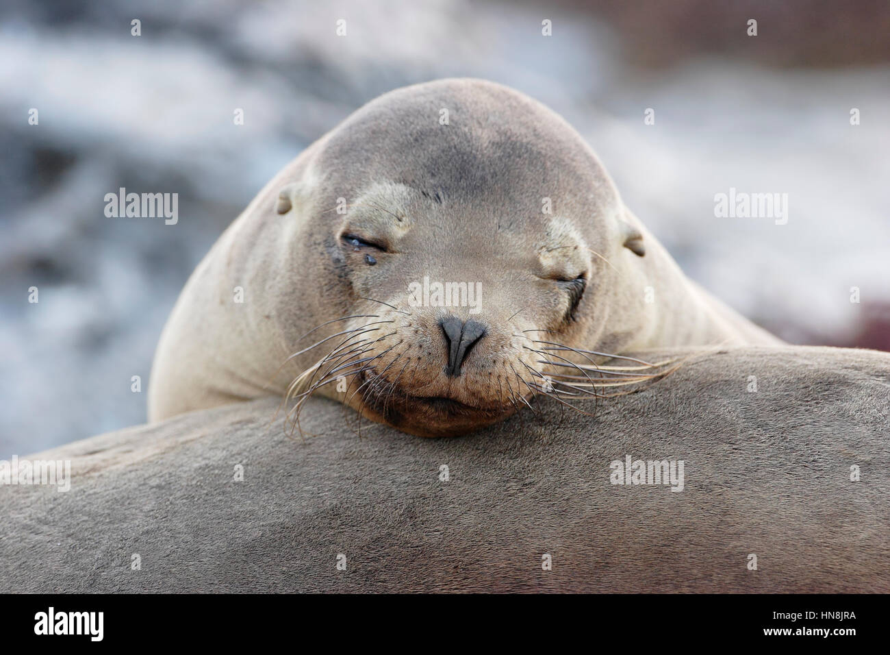 Galapagos Sea Lion, head portrait, South Plaza, Galapagos Islands ...