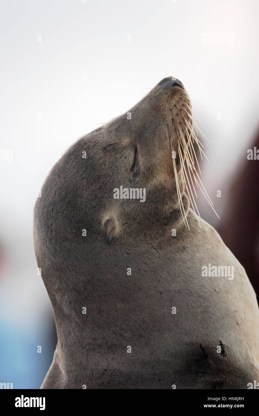 Galapagos Sea Lion, head portrait, South Plaza, Galapagos Islands ...