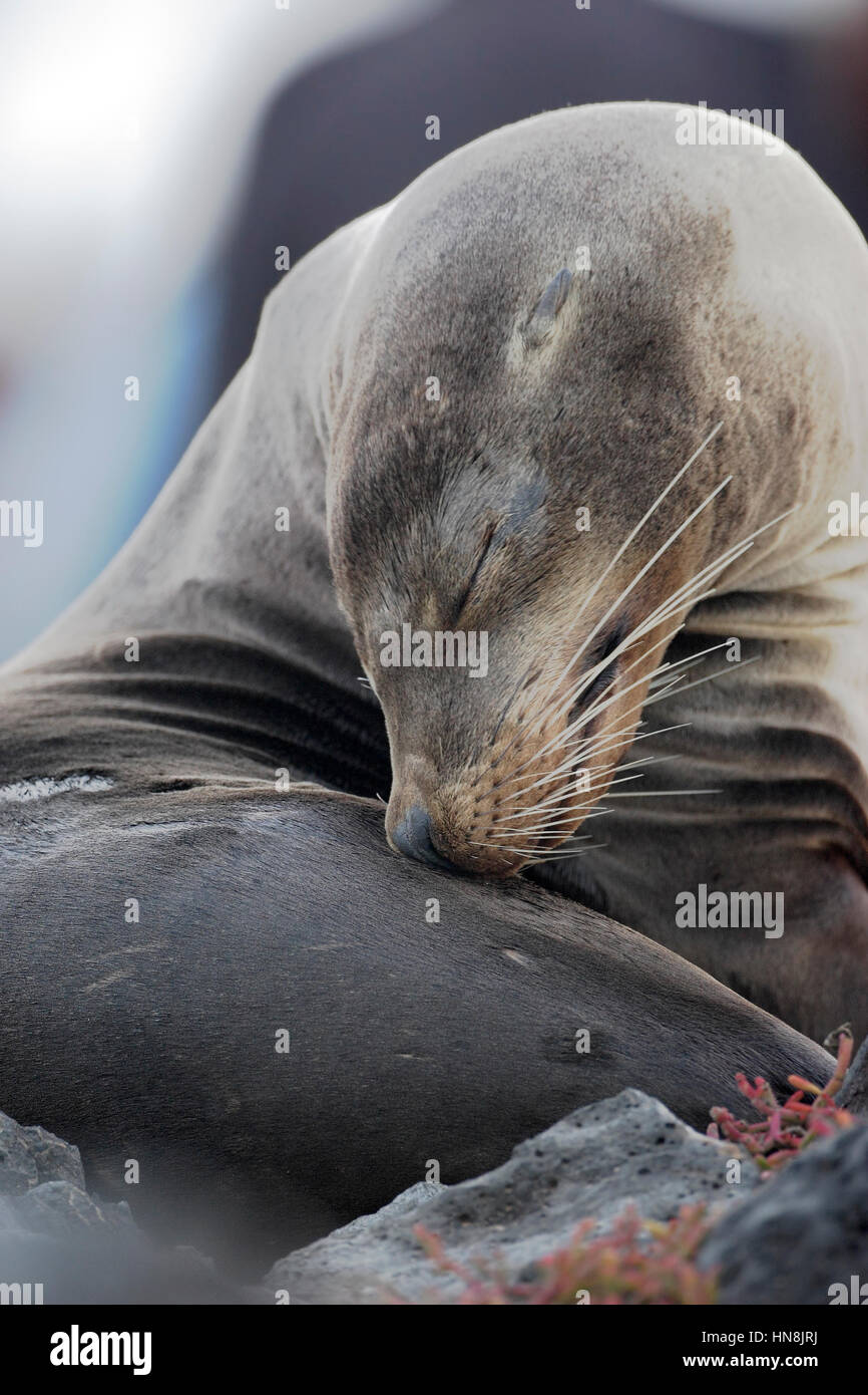 Galapagos Sea Lion, head portrait, South Plaza, Galapagos Islands ...