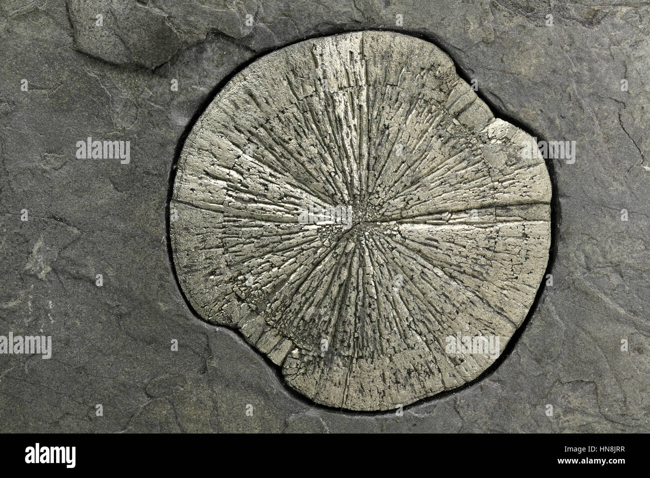 Pyrite dollar hi-res stock photography and images - Alamy