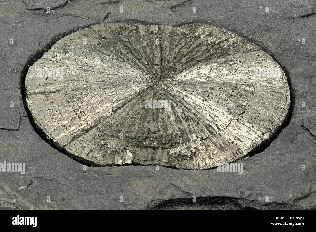 Pyrite dollar hi-res stock photography and images - Alamy