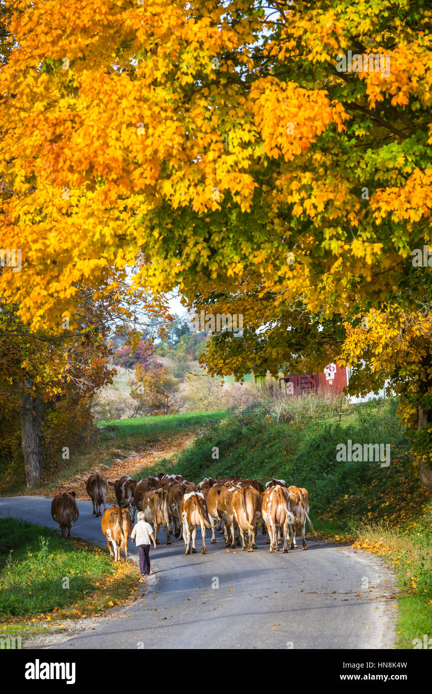 Dairy cows crossing the road with fall foliage color near Charm, Ohio ...