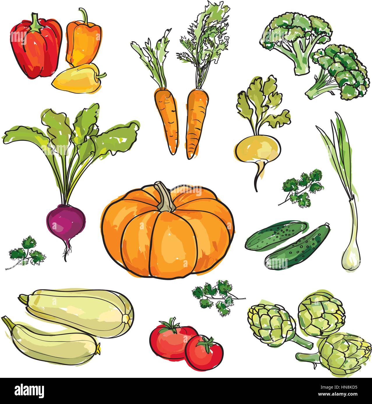 Vegetable set. Hand drawn wtercolor food ingredient collection Stock ...