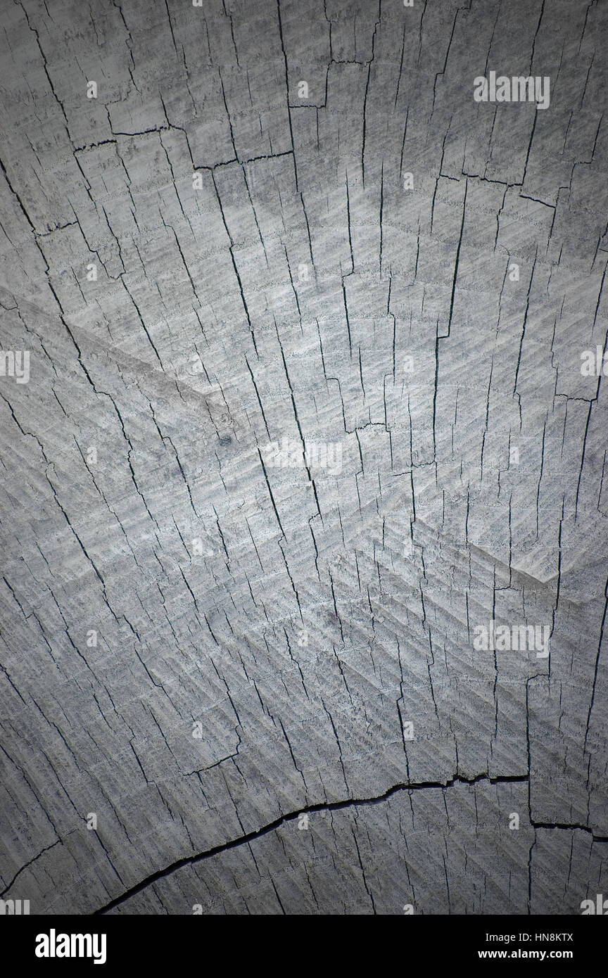 Natural Weathered Grey Tree Stump Cut Texture, Large Detailed Vignetted ...