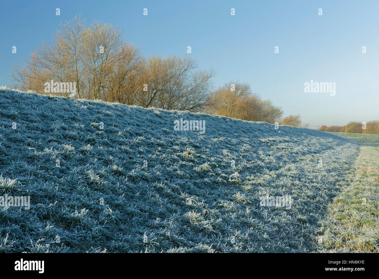 View of frosted grassy bank in shade, with distant trees, by River Aire ...