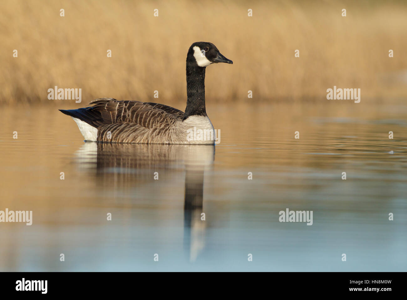 Canada goose canadensis introduced species hi-res stock photography and ...