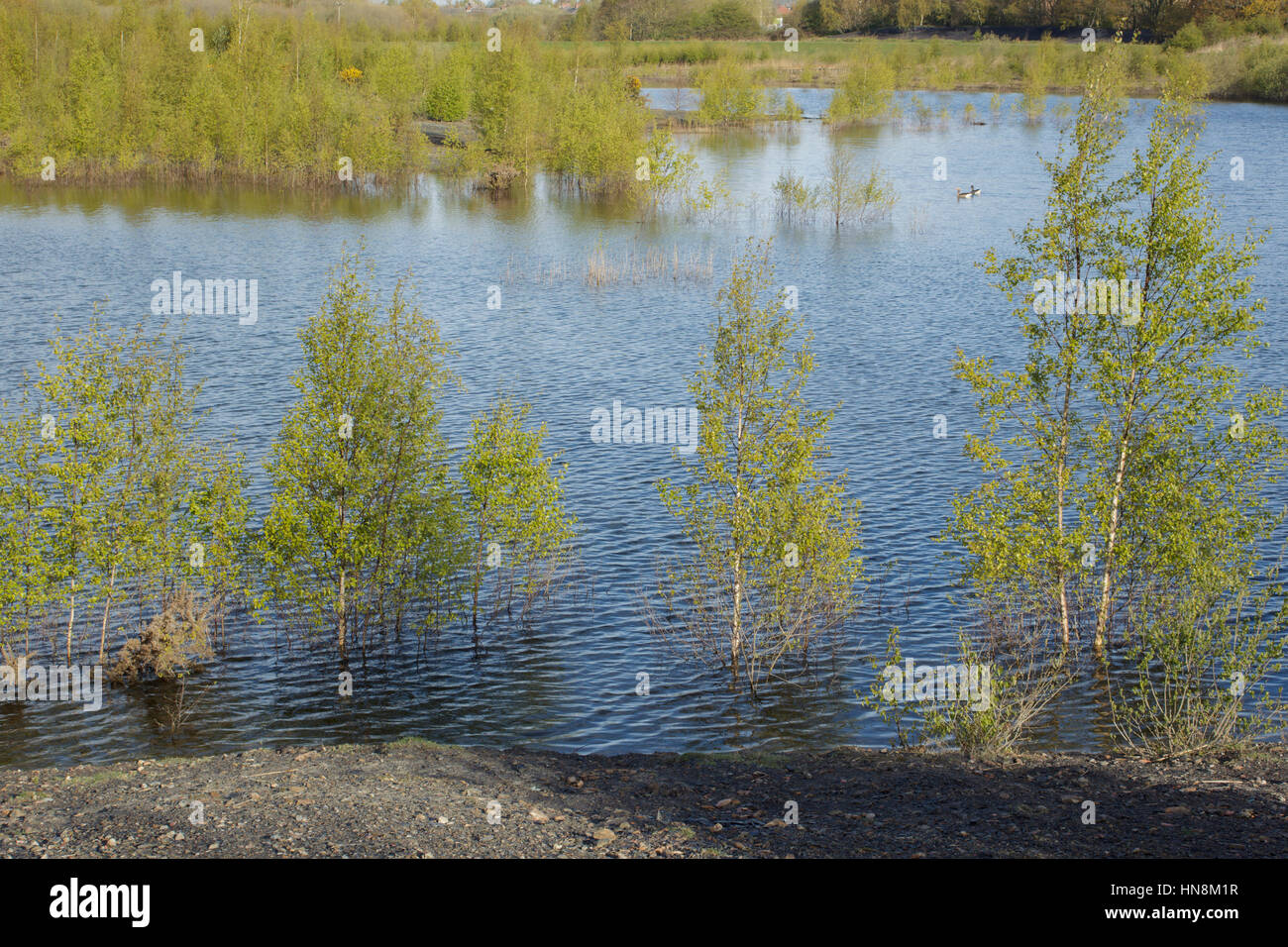 Young Silver Birch (Betula pendula) trees under water after flooding ...
