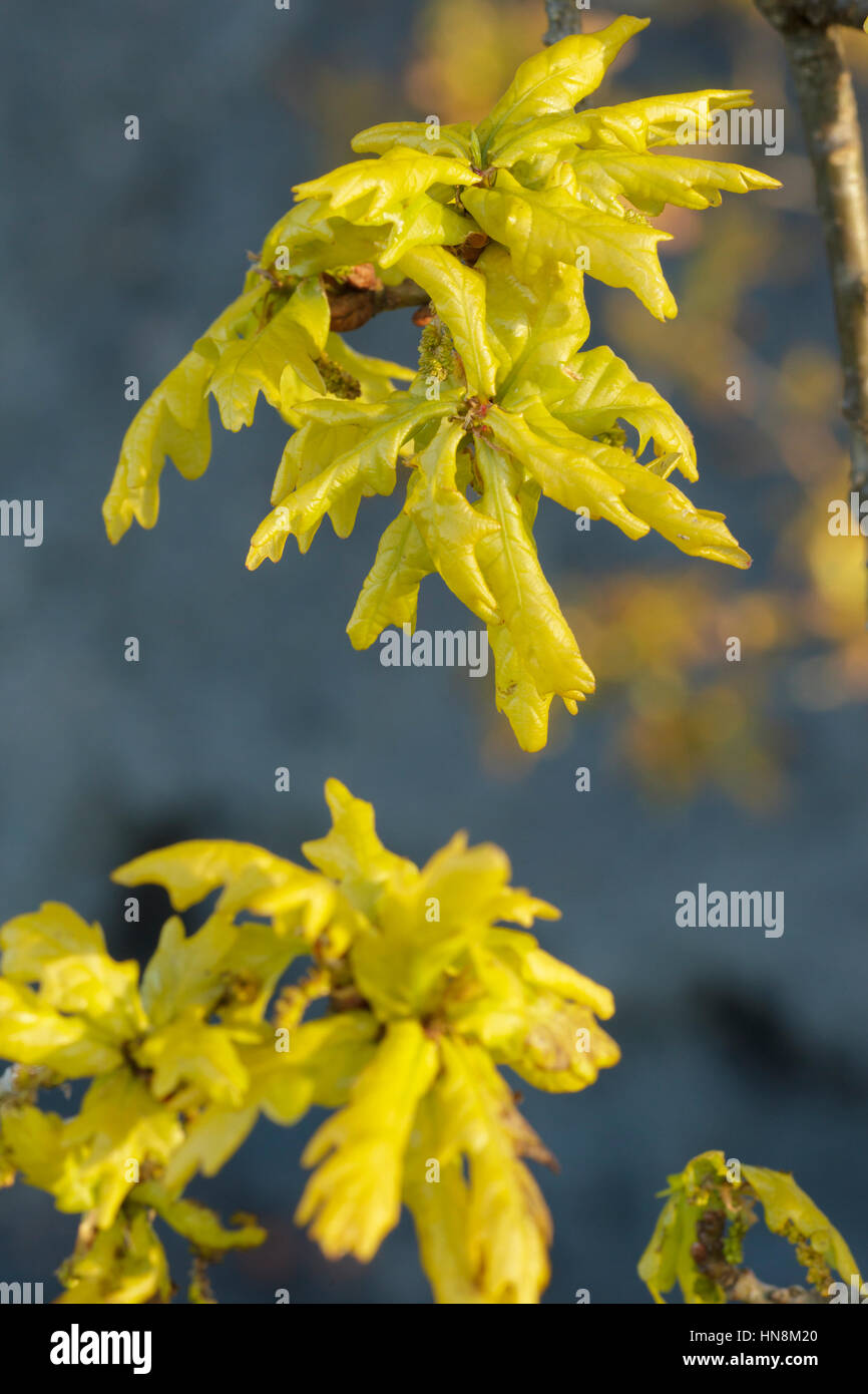 Common Oak (Quercus robur) leaves budding, Letchmire Pastures, West ...