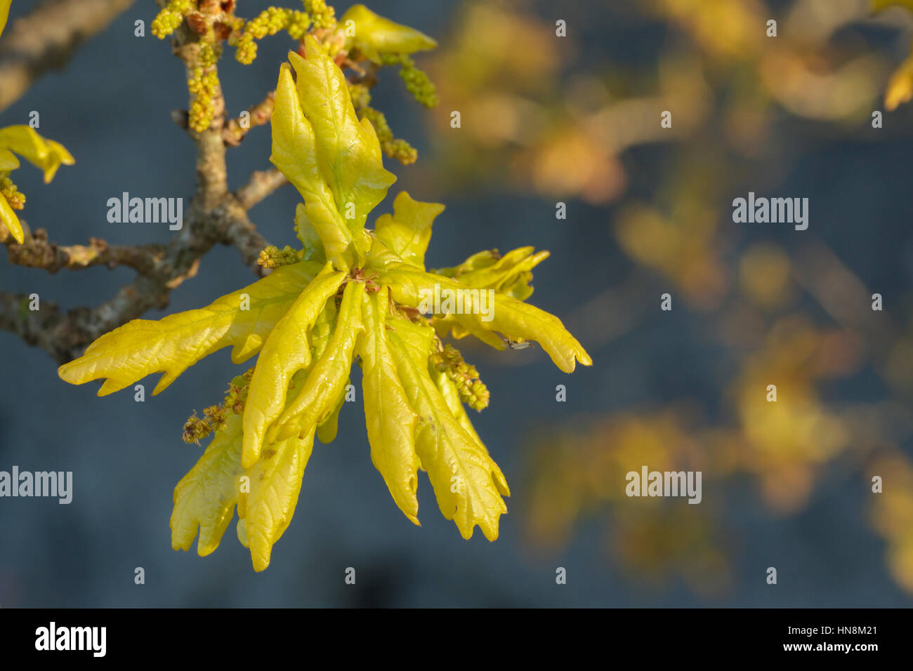 English oak quercus robur budding hi-res stock photography and images ...