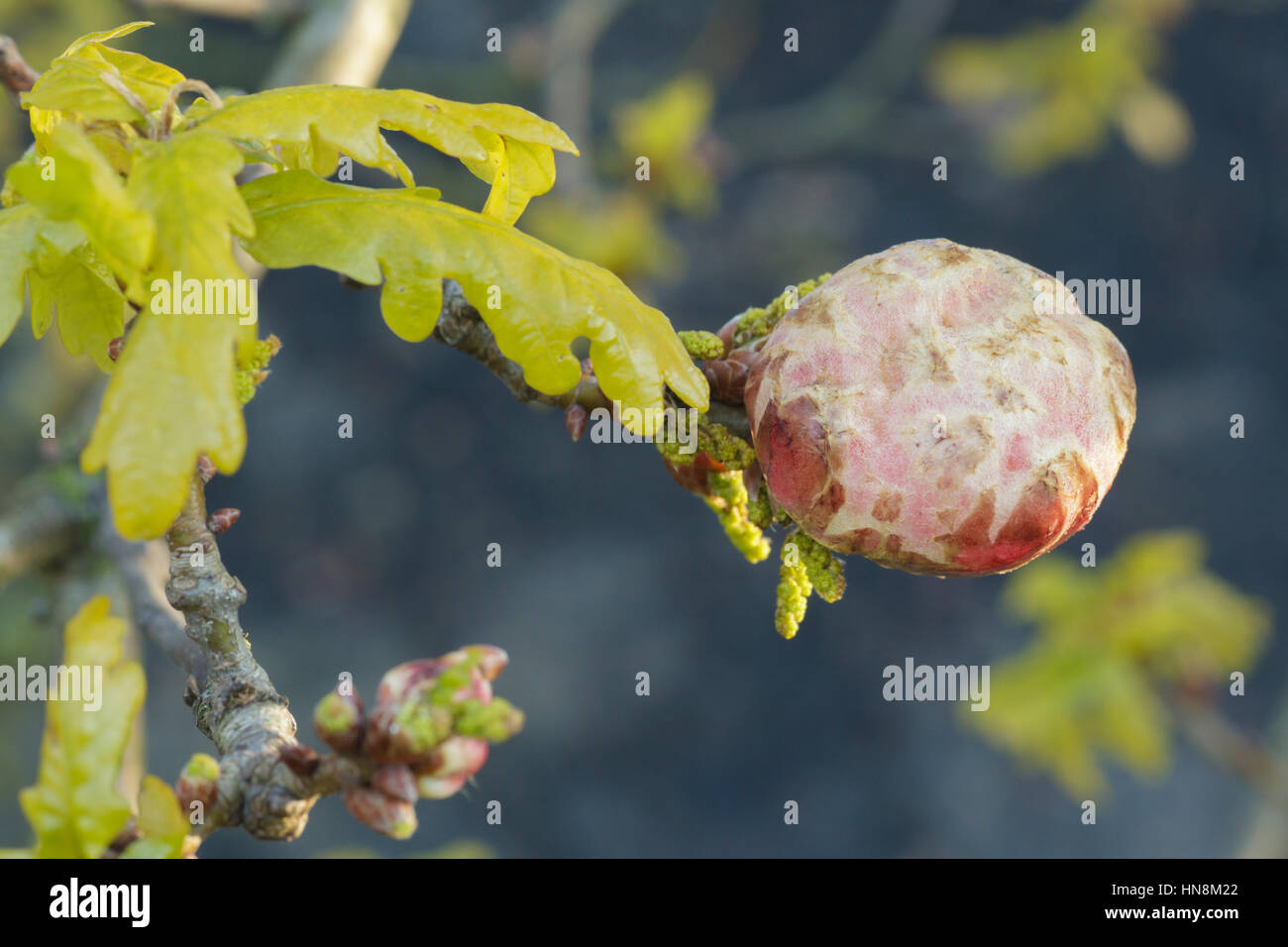 Oak apple gall caused by wasp hi-res stock photography and images - Alamy