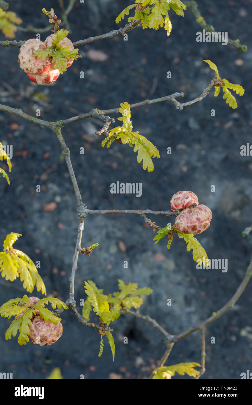 Spring budding oak tree High Resolution Stock Photography and Images ...