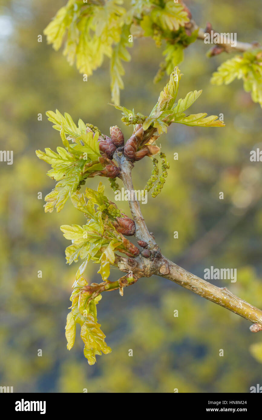 English oak quercus robur budding hi-res stock photography and images ...