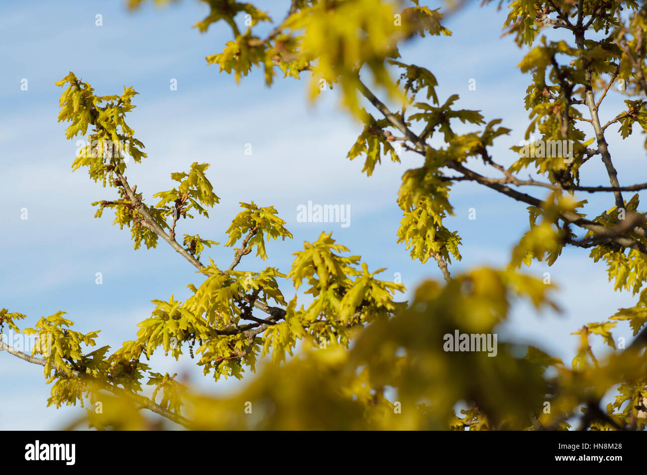Common Oak (Quercus robur) leaves budding, Letchmire Pastures, West ...