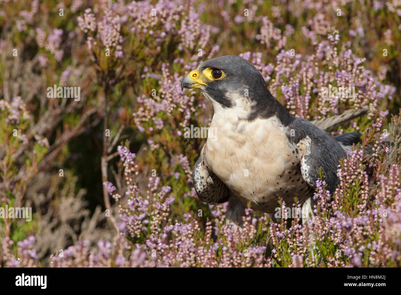 Peregrine falcon england hi-res stock photography and images - Alamy