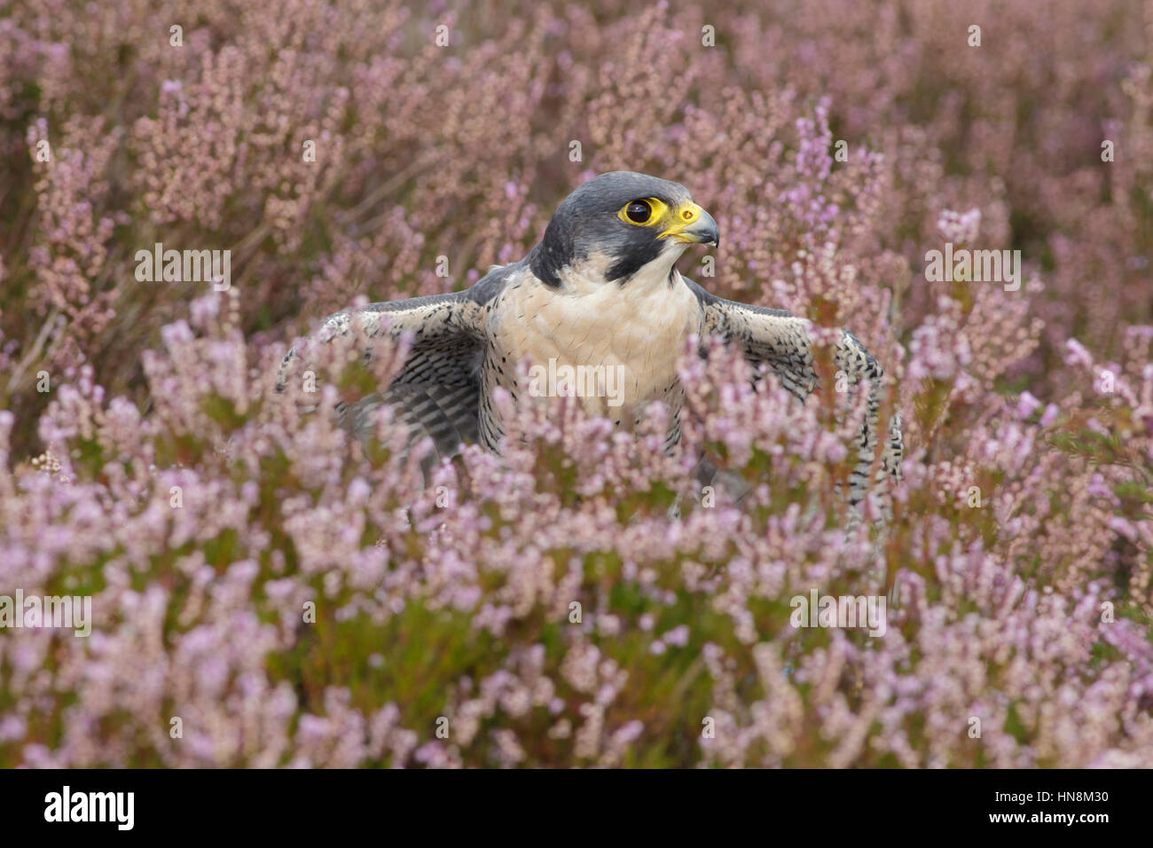 Peregrine Falcon (Falco peregrinus) adult male, standing in heather on ...