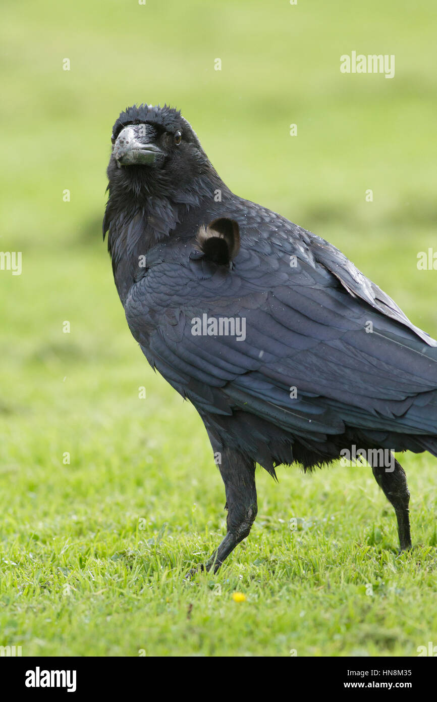 Common Raven (Corvus corax) adult, stood on short grass, West Yorkshire ...