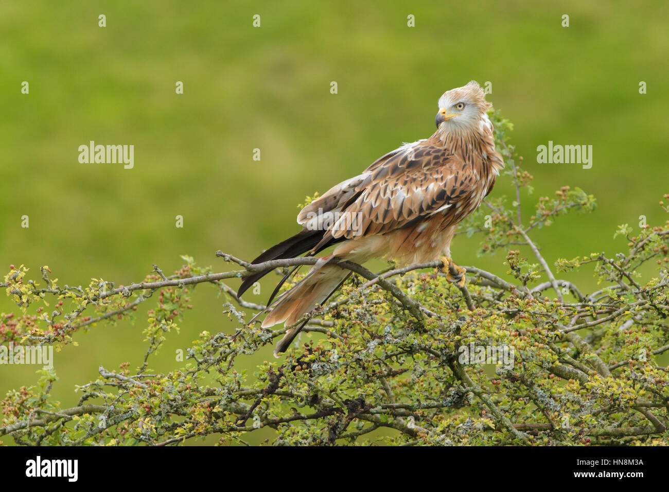 Red Kite (Milvus milvus) immature female,perched in Common Hawthorn ...