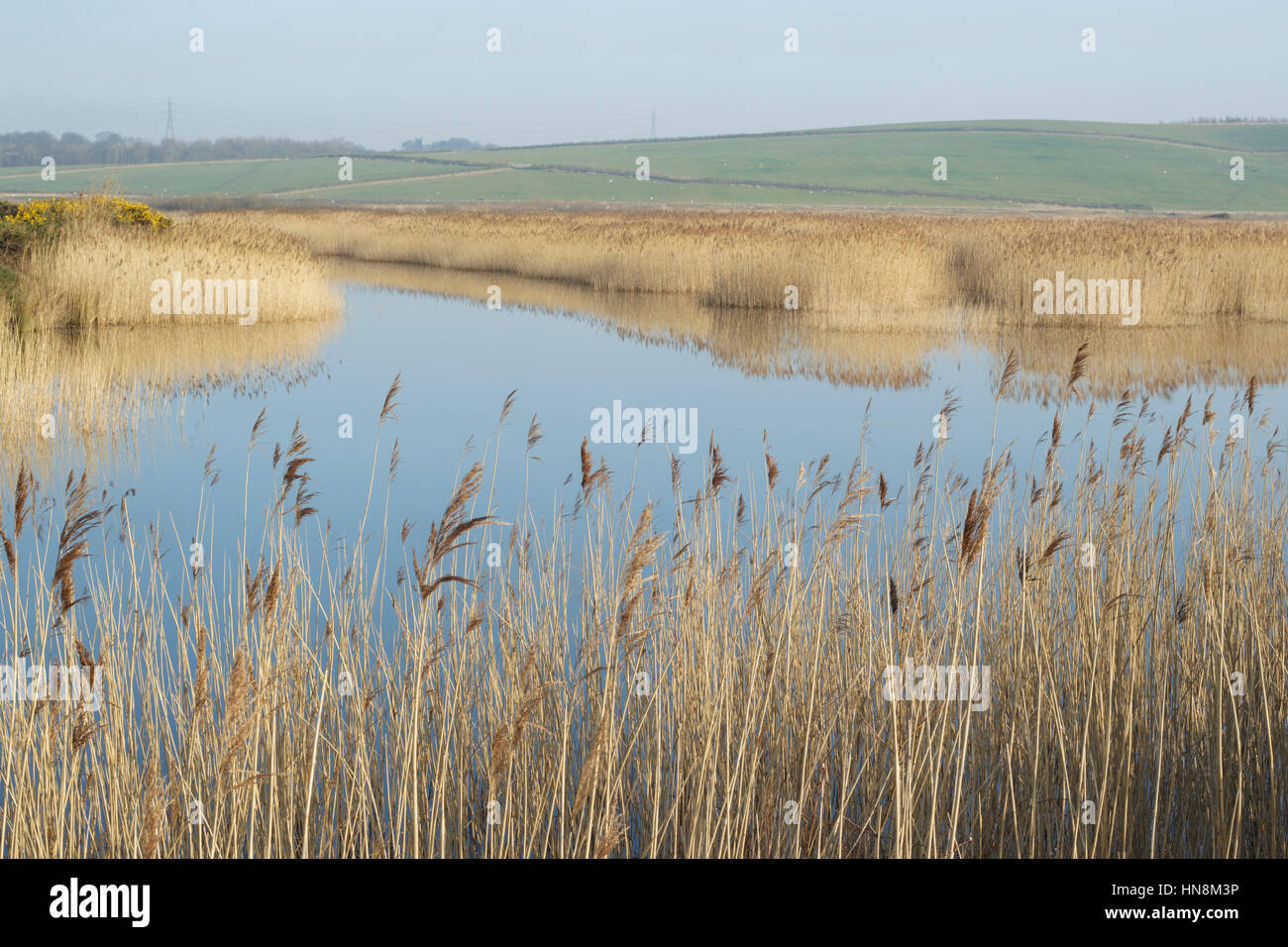 View of Common Reed (Phragmites australis) wetland habitat, on site of ...