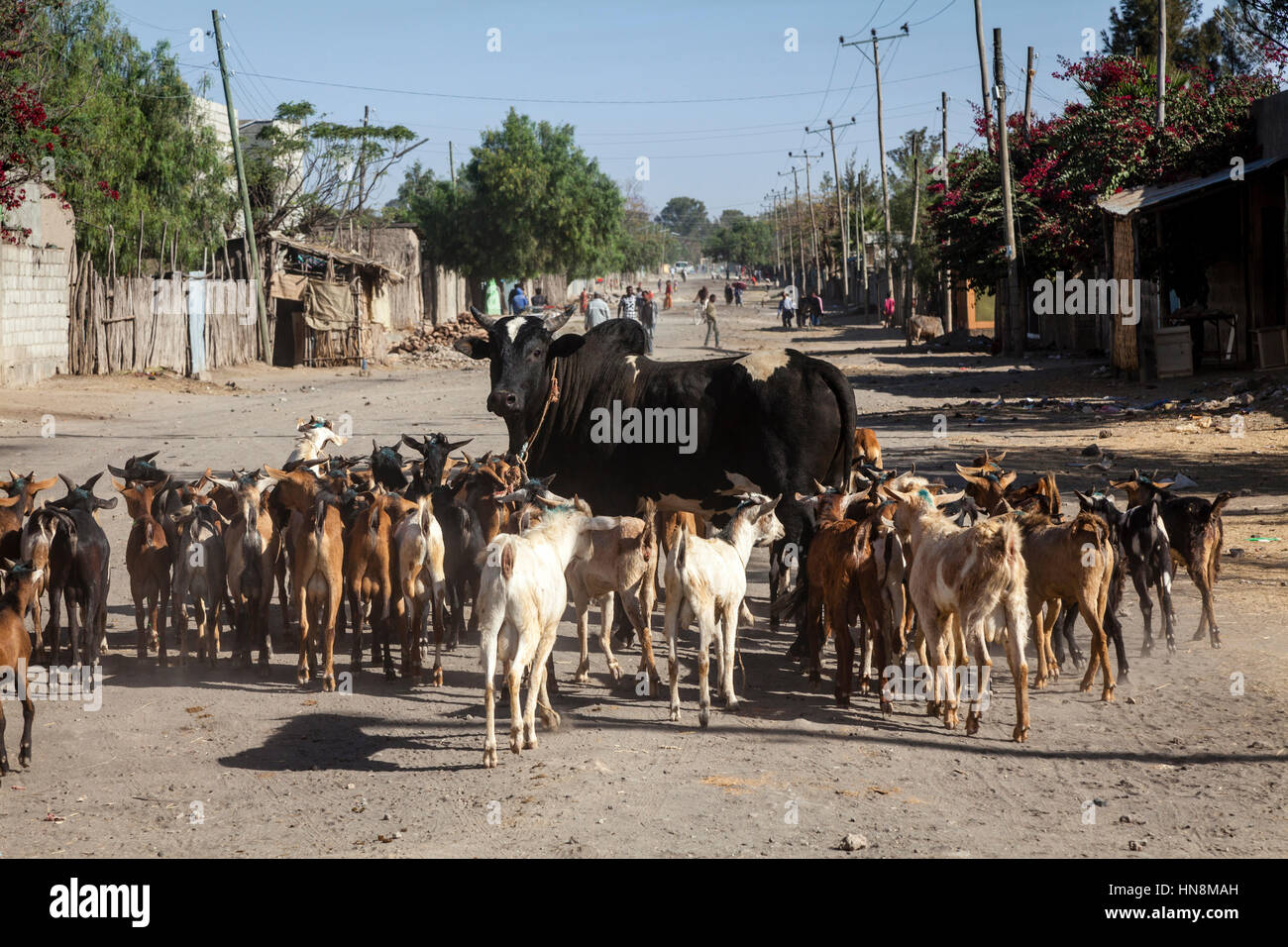Animals Being Transported Through The Streets Of Ziway, Ziway, Ethiopia ...