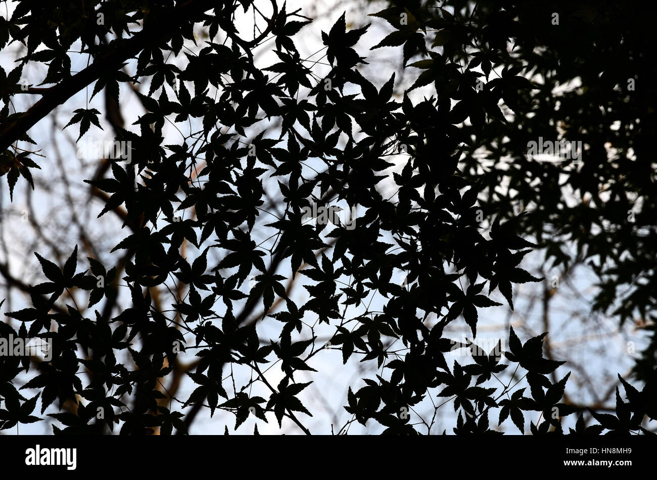 Japanese tree silhouette hi-res stock photography and images - Alamy