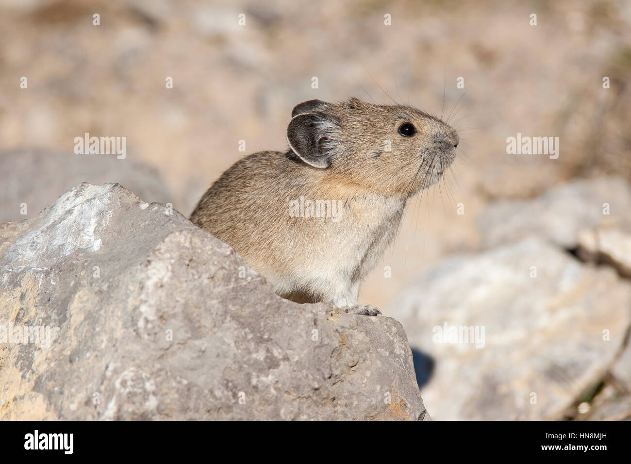 American pika on rock with tan and green background Stock Photo - Alamy