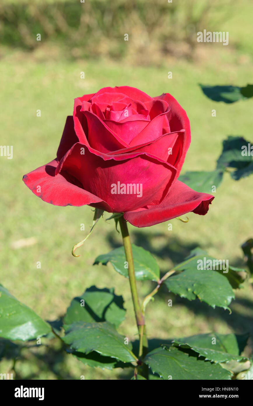 closeup red rose in the garden Stock Photo - Alamy