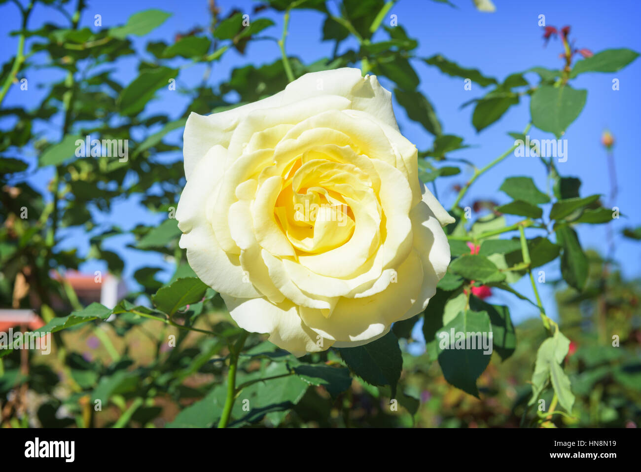 closeup rose in the garden Stock Photo - Alamy