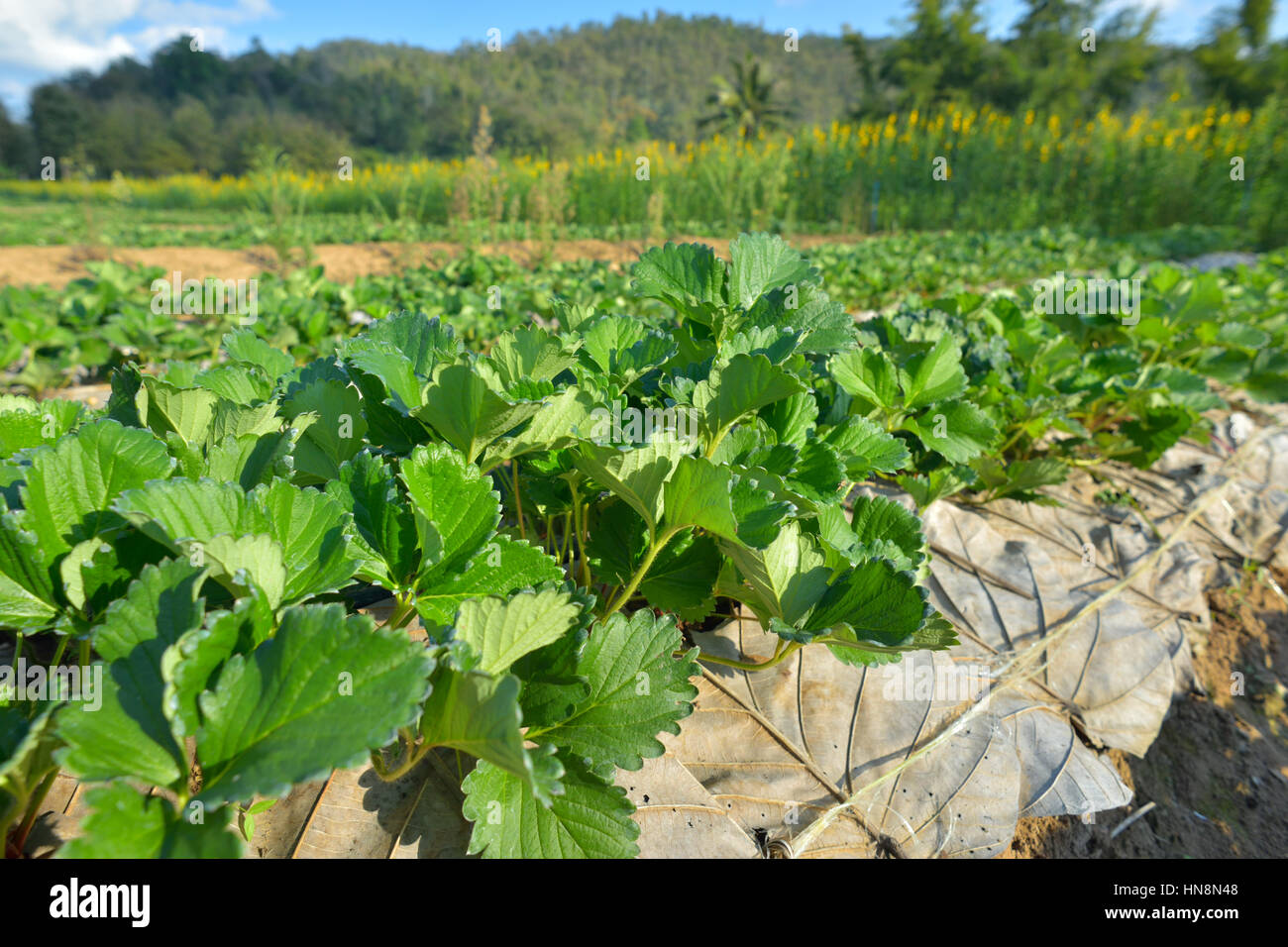young strawberry bush in the farm Stock Photo - Alamy