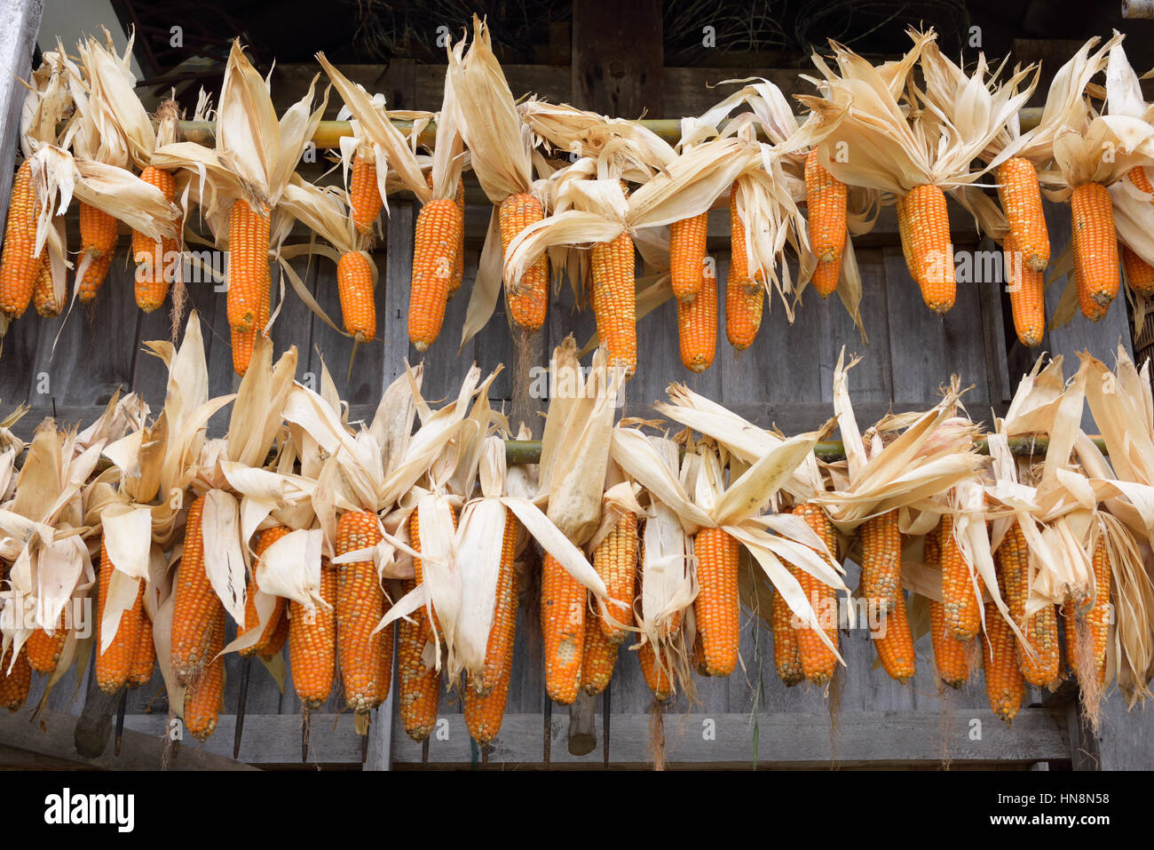 dried corn in the farm Stock Photo - Alamy