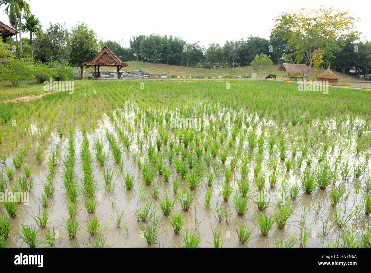 landscape of rice paddy field Stock Photo - Alamy