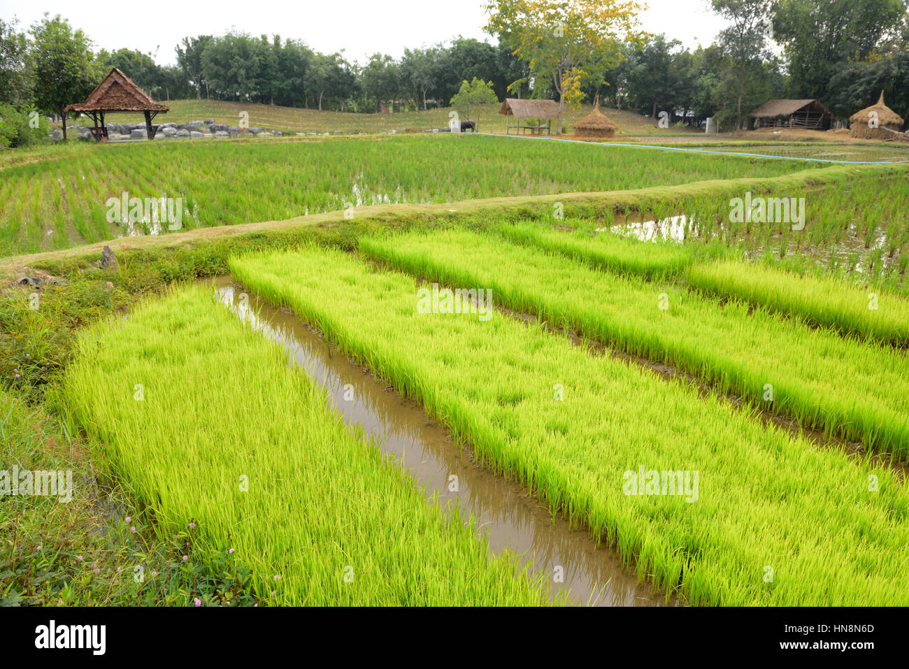 landscape of rice paddy field Stock Photo - Alamy