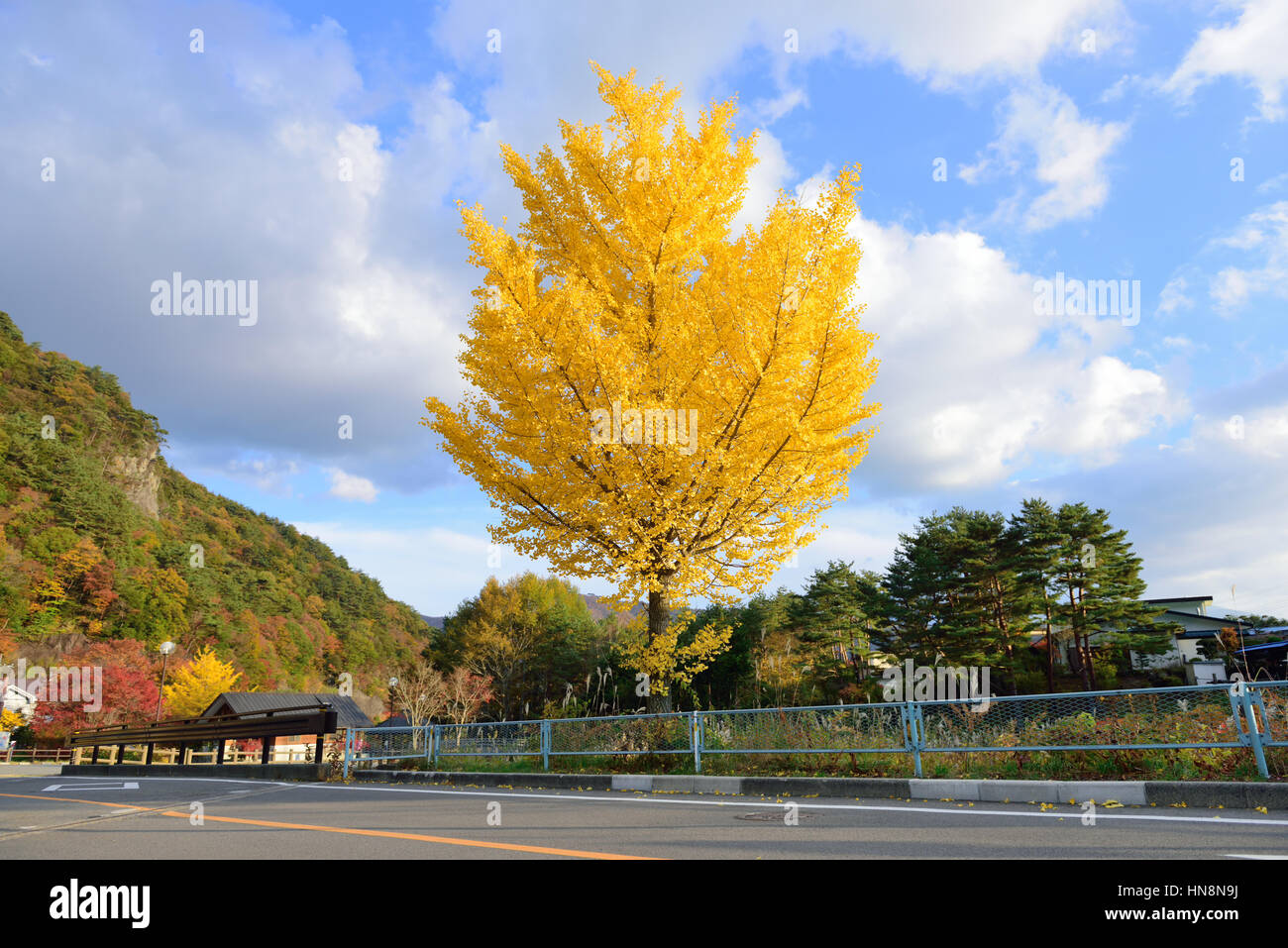 golden ginko tree in autumn Stock Photo - Alamy