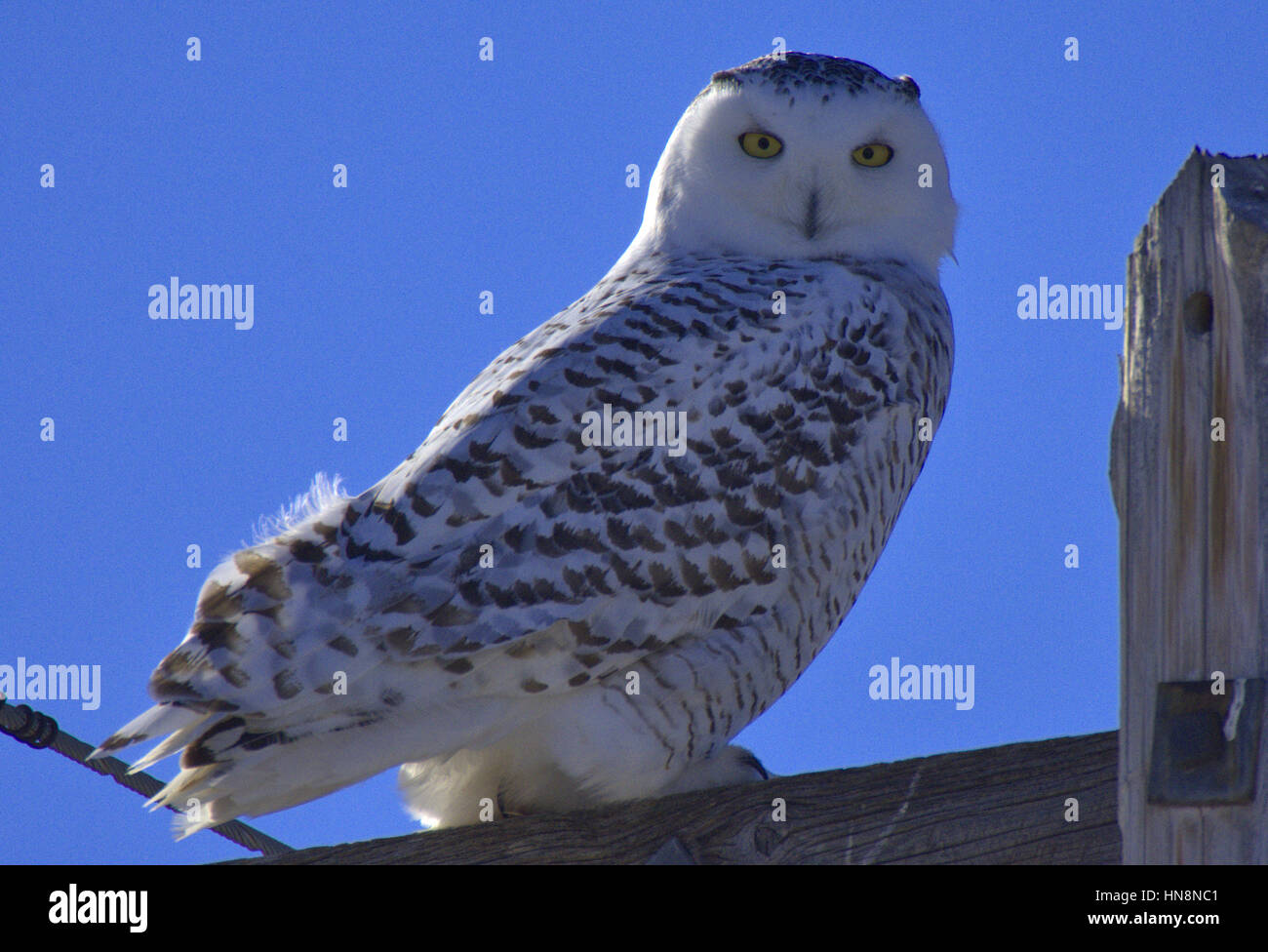 Snowy Owl female stare down Stock Photo - Alamy