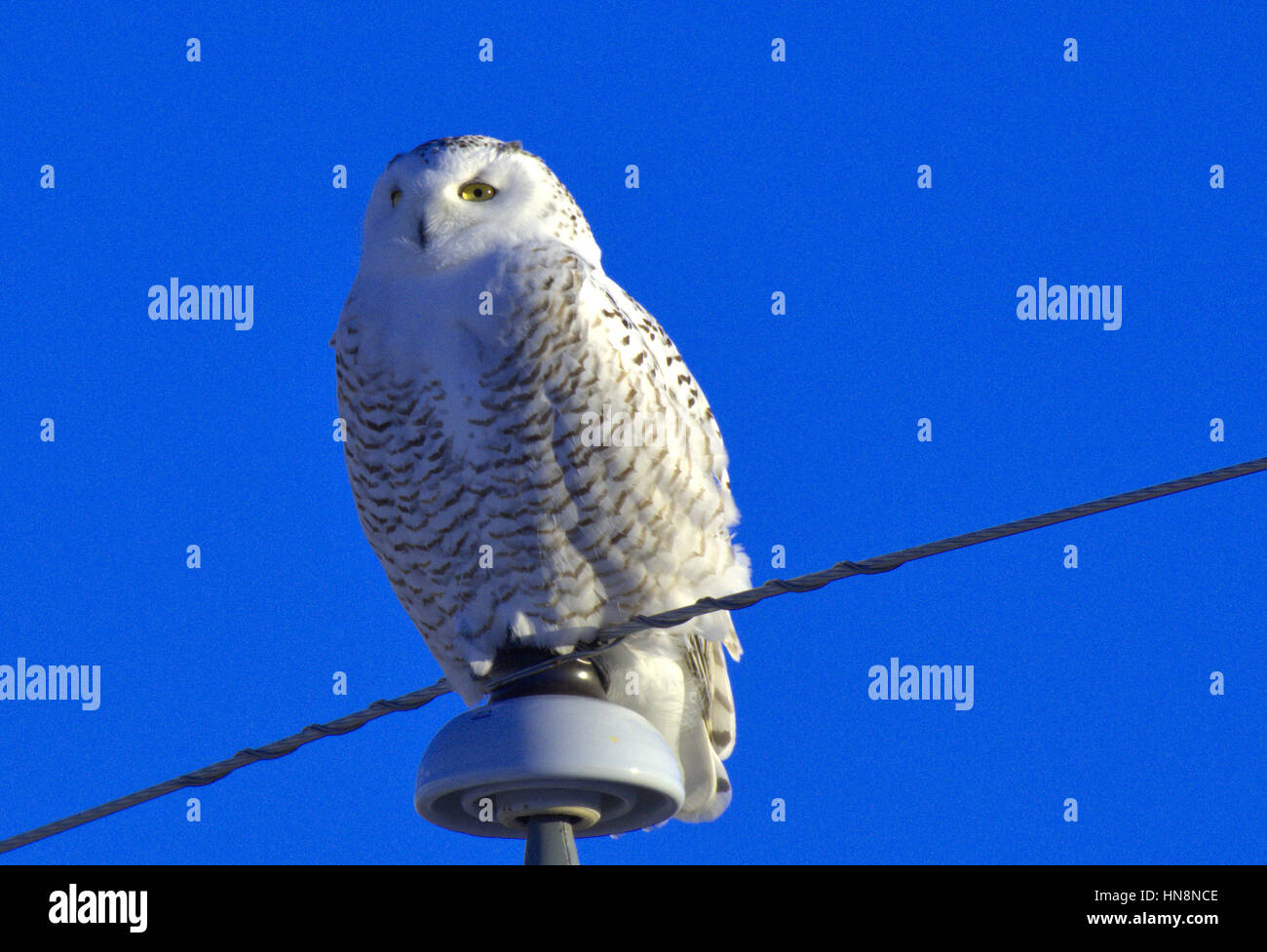 The biggest owl hi-res stock photography and images - Alamy