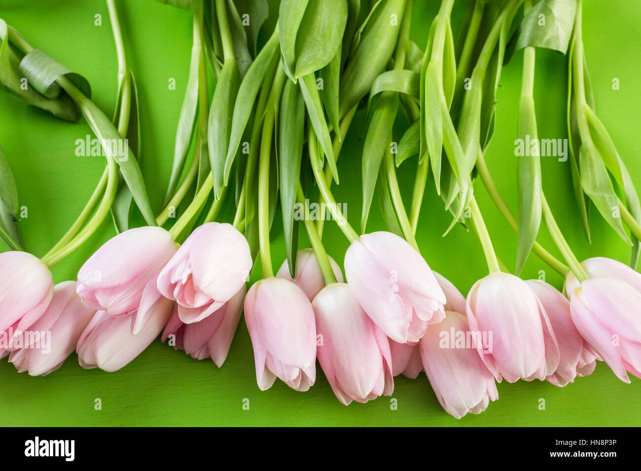 Light pink tulips on a green background Stock Photo - Alamy