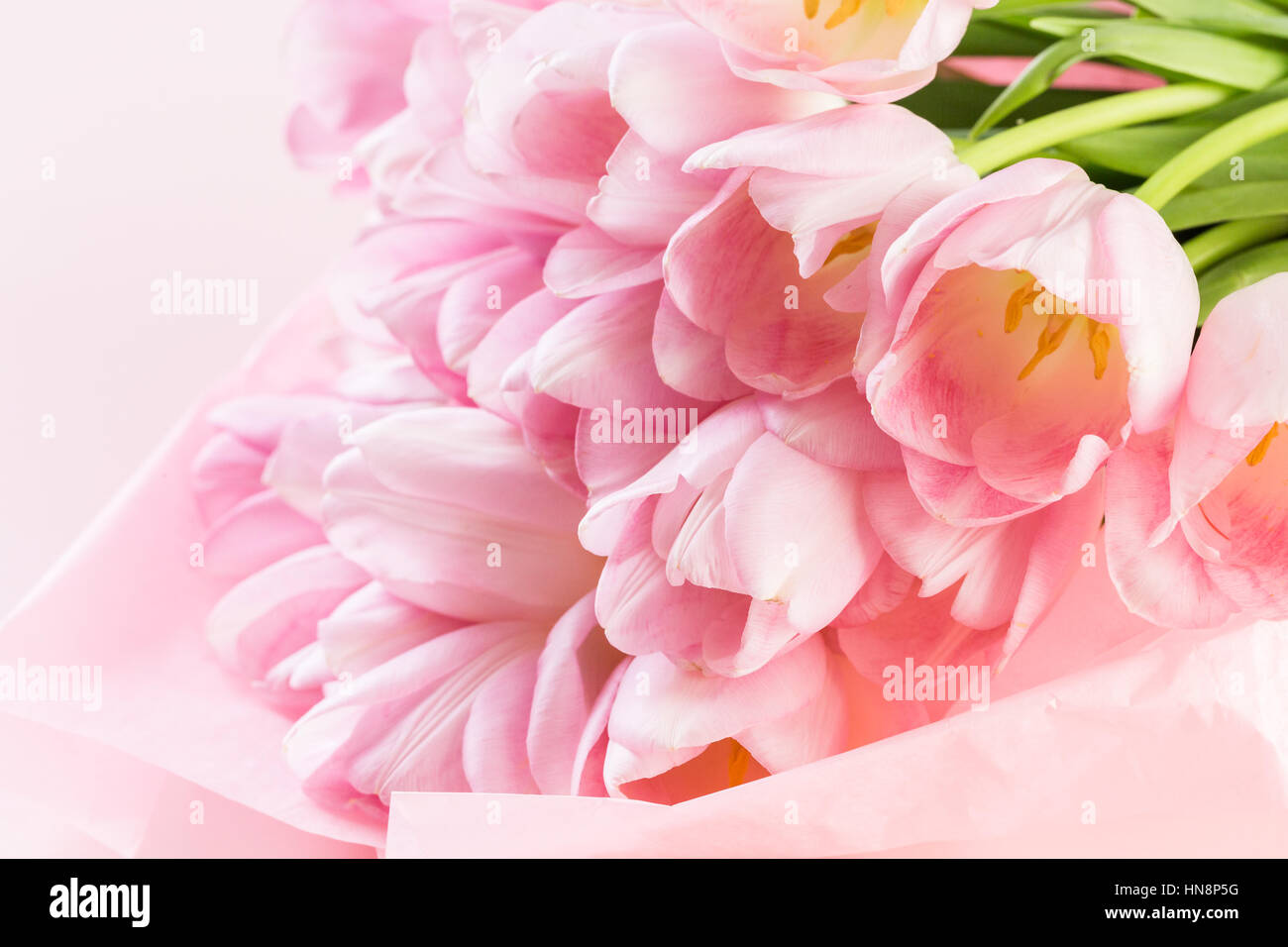 Light pink tulips on a pink background Stock Photo - Alamy