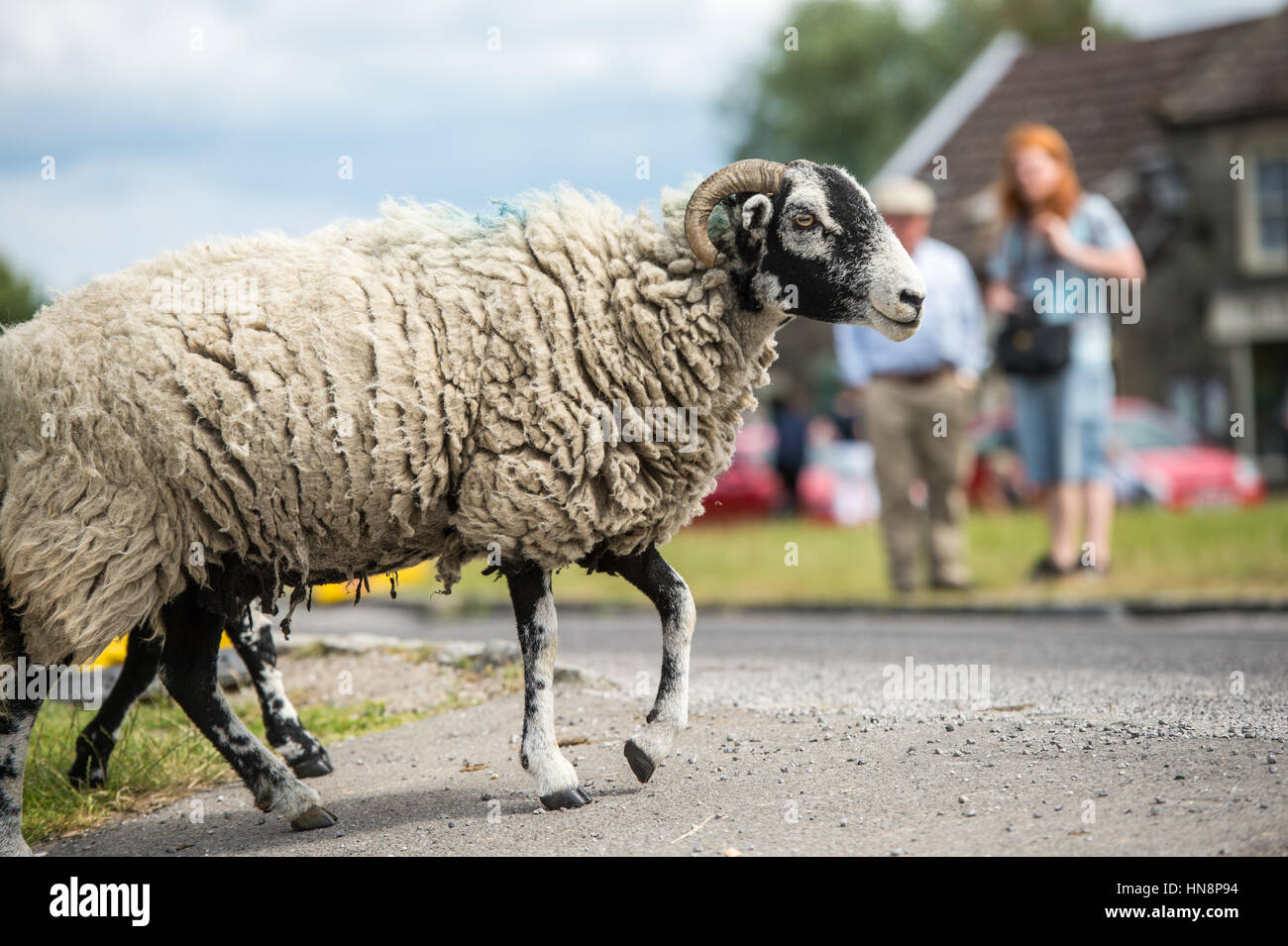 UK, England, Yorkshire - a swaledale sheep walks along a gravel path on ...