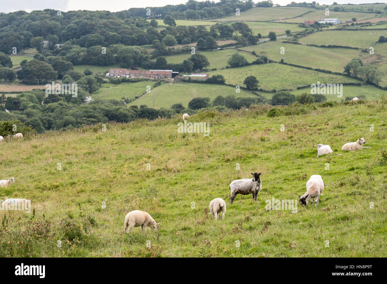 UK, England, Yorkshire - Sheep grazing in a field on the outskirts of a ...