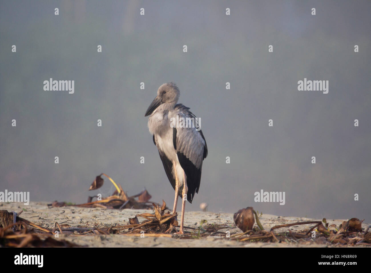 Asian Open Bill Stock Photo - Alamy