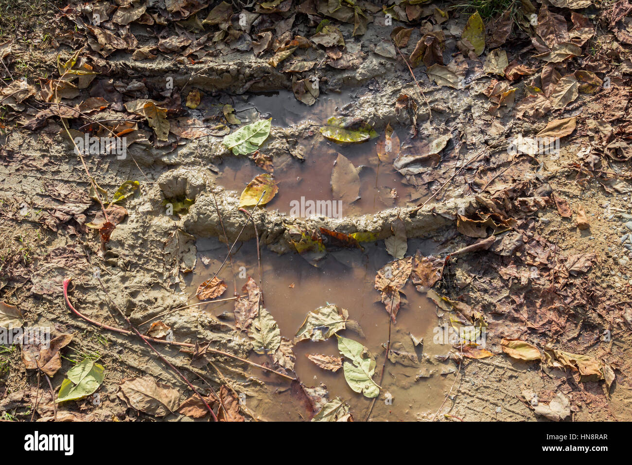 Puddle of mud with tire track texture and fallen leaves Stock Photo - Alamy