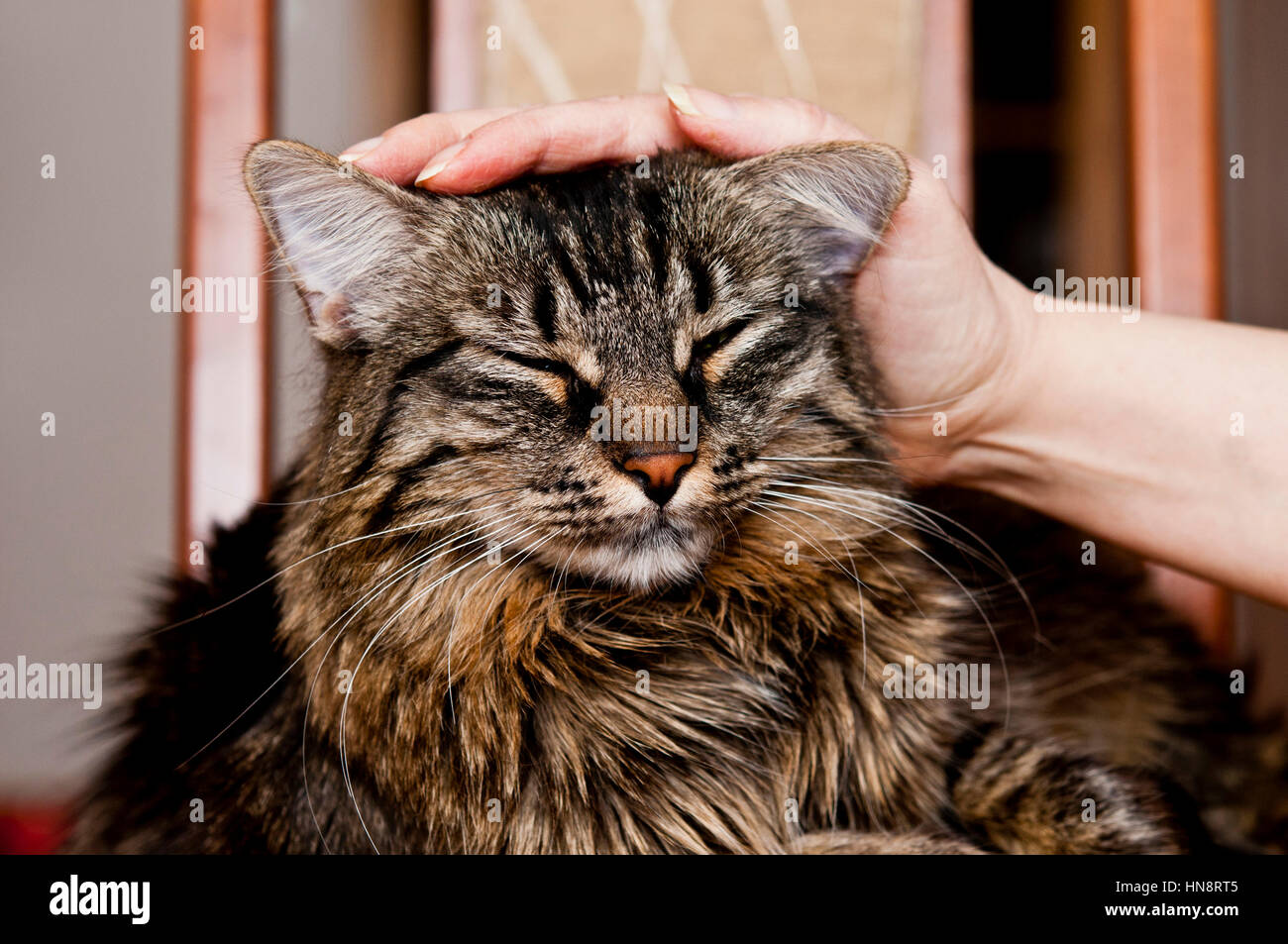 Caressing cat High Resolution Stock Photography and Images - Alamy